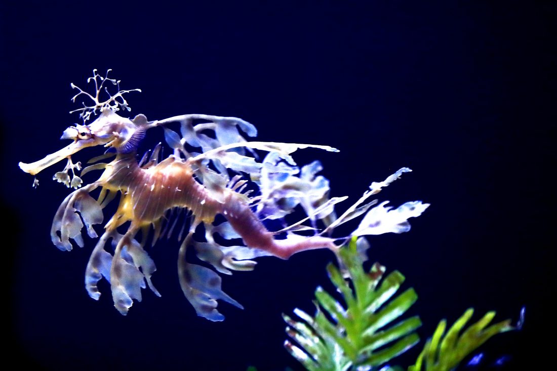 New California sea dragon habitat is among world’s largest | News ...
